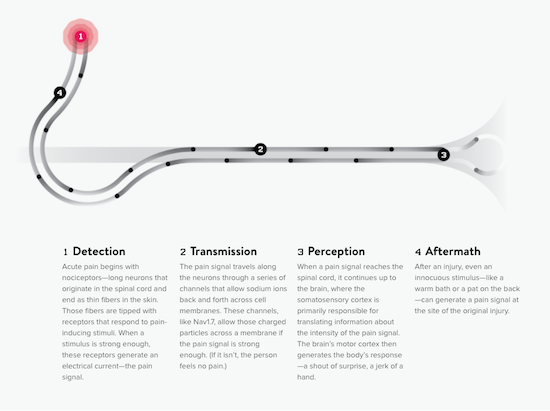 How Pain Works | Journal of Advanced Practice Nursing. Nursing Journals ...